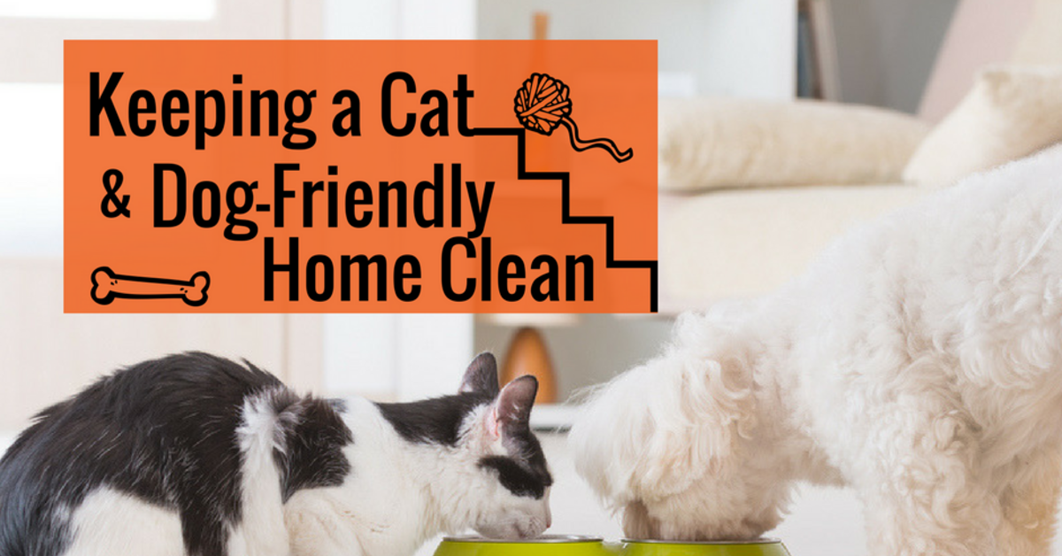 Keeping a Cat and Dog-Friendly Home Clean | COIT